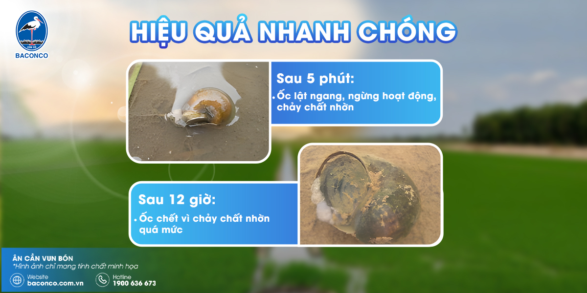 Tin tức - Baconco Việt Nam